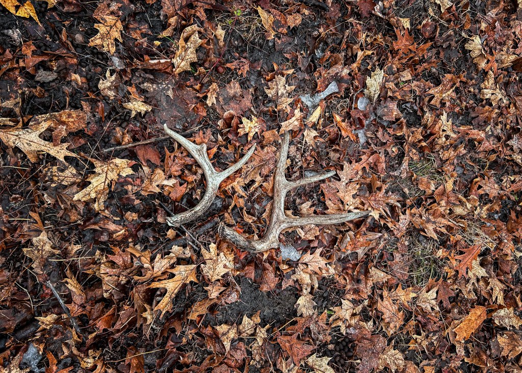 The Elusive Prize: Hunting for Spike Shed Antlers - Okayest Media